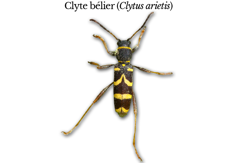 Clyte bélier (Clytus arietis) - Les carnets nature de Jessica ...