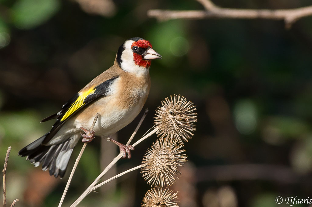 Chardonneret élégant – Les carnets nature de Jessica