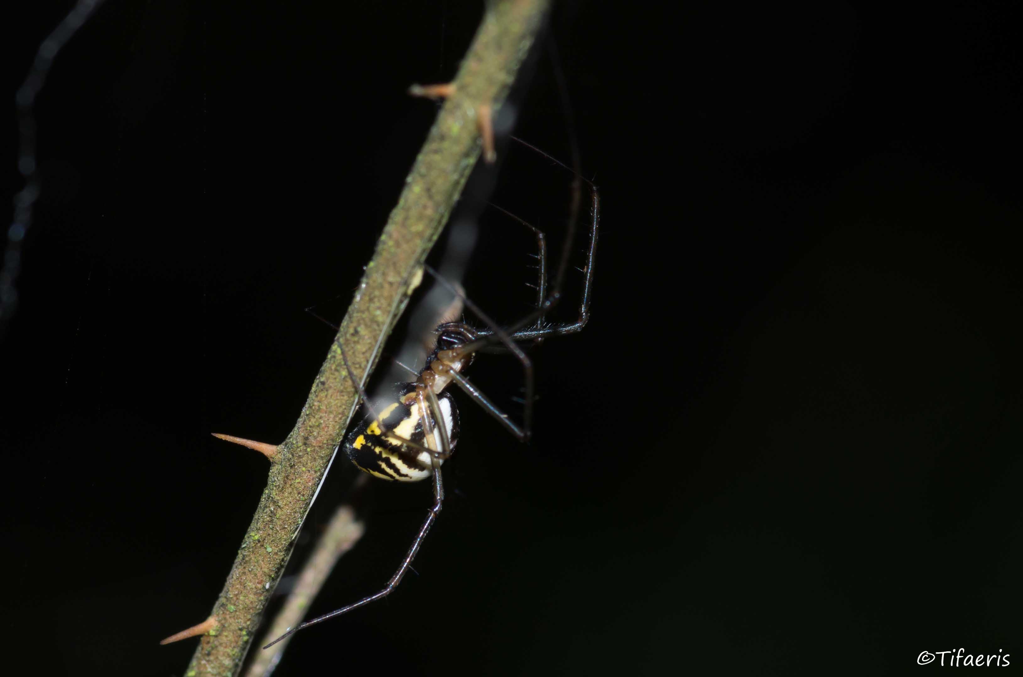 Neriene radiata - Les carnets nature de Jessica - Photographie et ...
