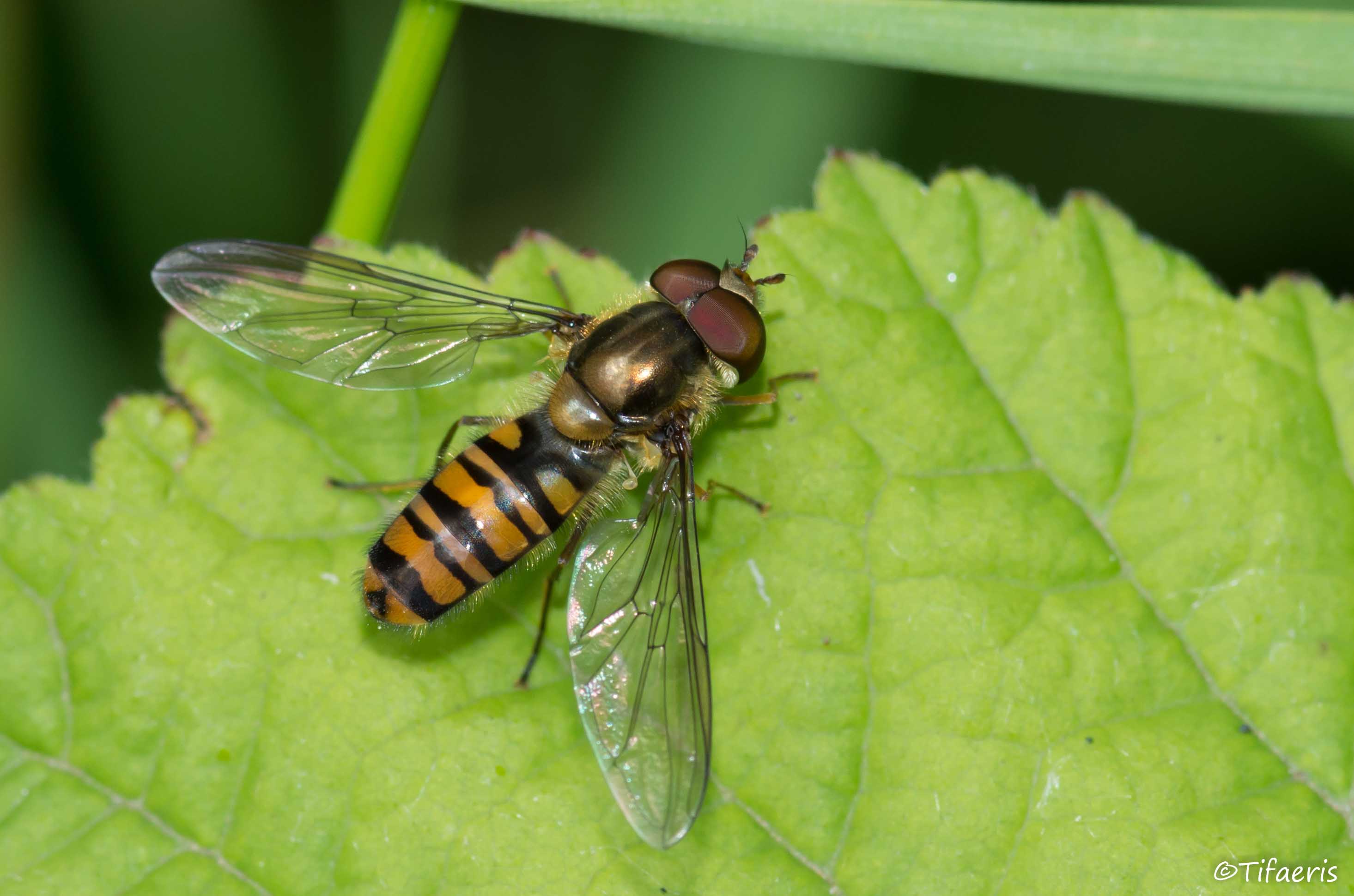 Syrphe ceinturé (Episyrphus balteatus) – Les carnets nature de Jessica