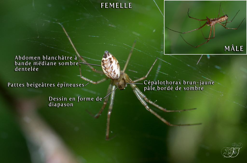 Linyphia triangularis – Les carnets nature de Jessica