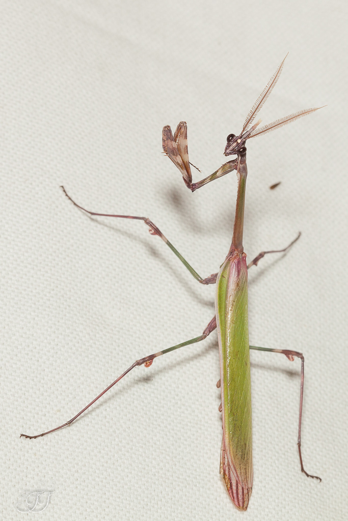Empuse commune (Empusa pennata) - Les carnets nature de Jessica ...