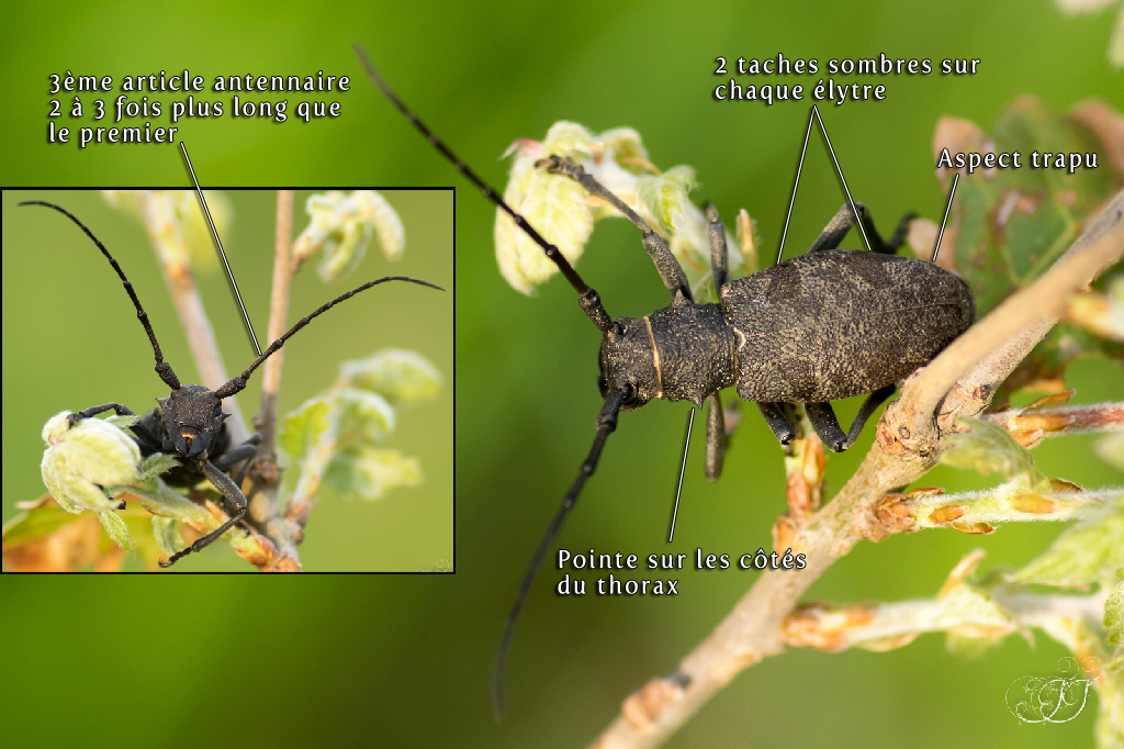 Morime rugueux (Morimus asper) – Les carnets nature de Jessica