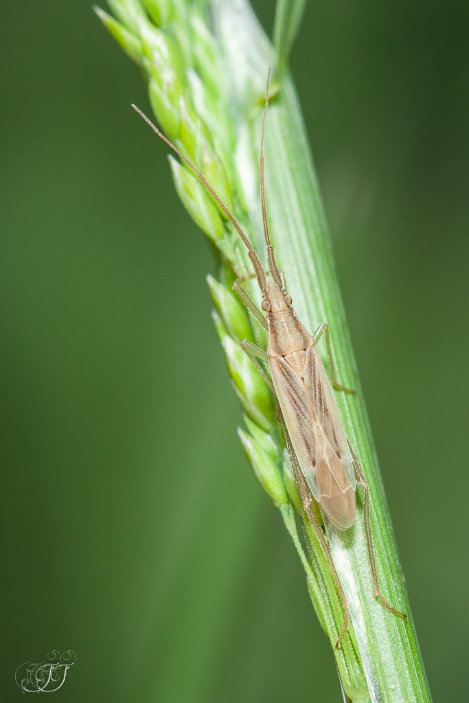 Stenodema laevigata - Les carnets nature de Jessica - Photographie et ...