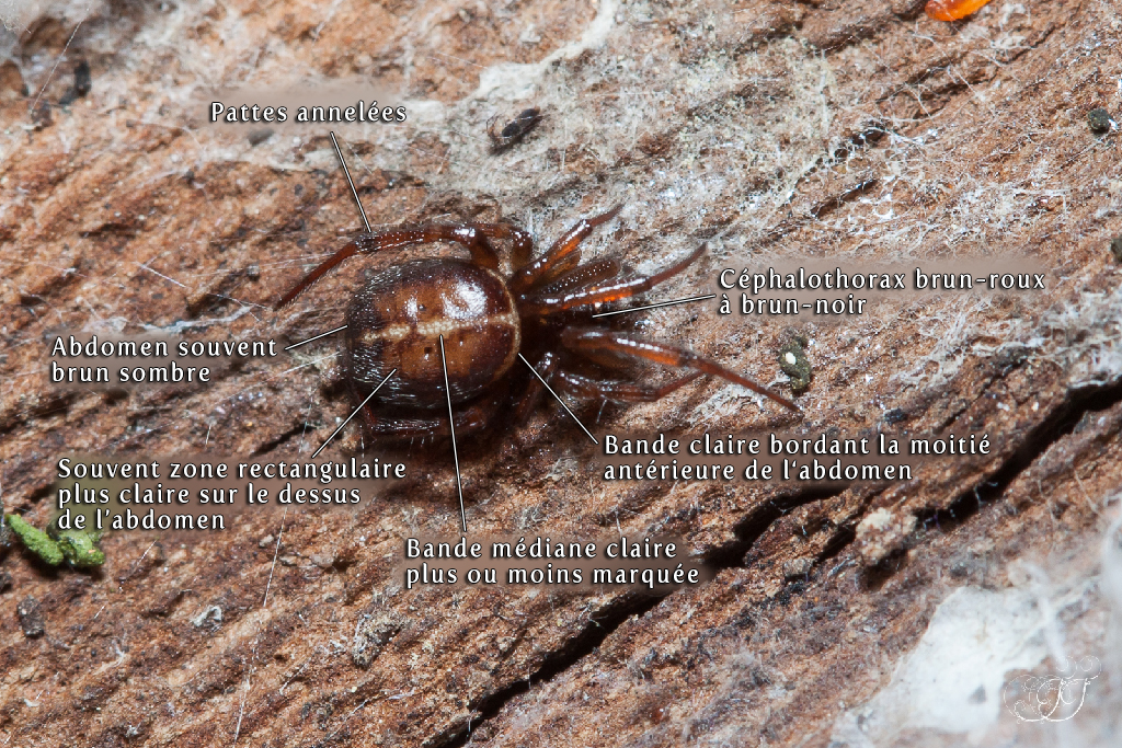 Steatoda bipunctata – Les carnets nature de Jessica