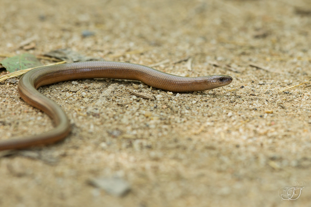 Orvet fragile (Anguis fragilis) – Les carnets nature de Jessica
