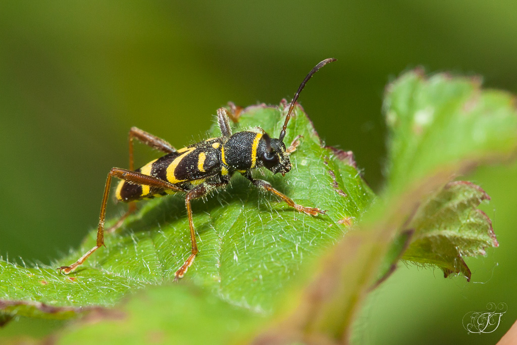Clyte bélier (Clytus arietis) – Les carnets nature de Jessica