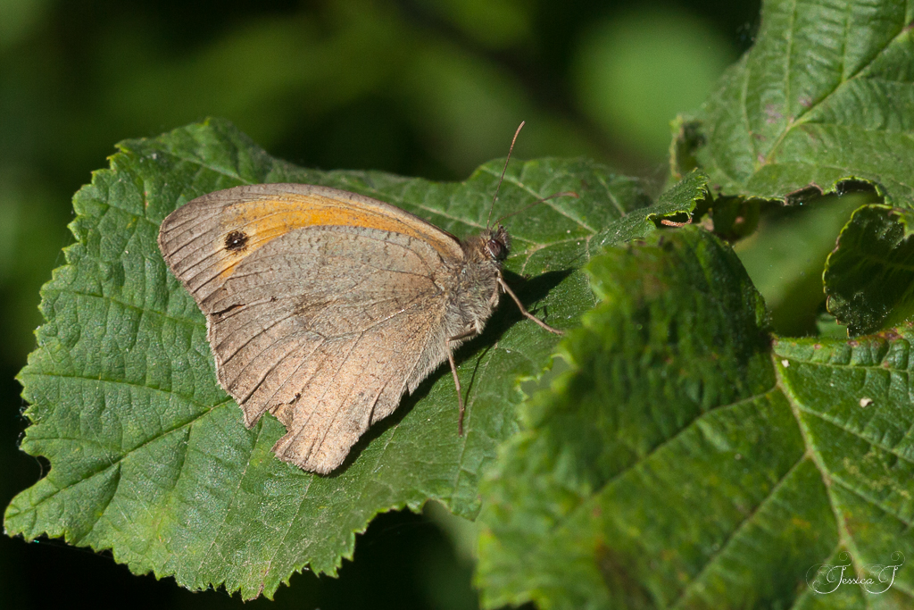 Myrtil (Maniola jurtina) - Les carnets nature de Jessica - Photographie ...
