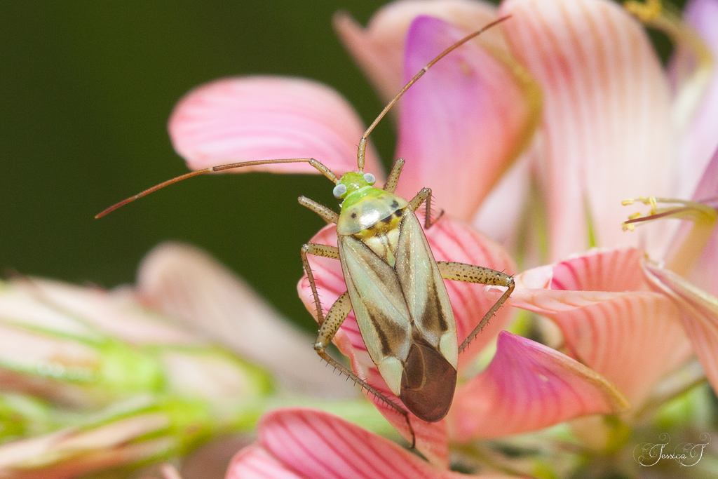 Adelphocoris lineolatus - Les carnets nature de Jessica - Photographie ...