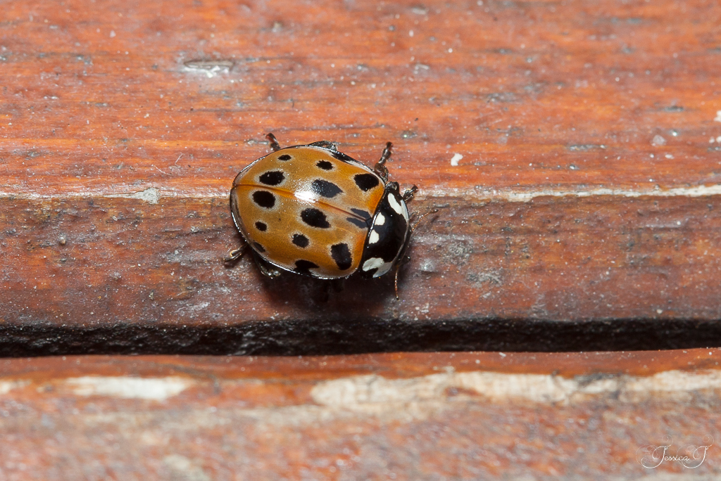Coccinelle à ocelles (Anatis ocellata) - Les carnets nature de Jessica ...