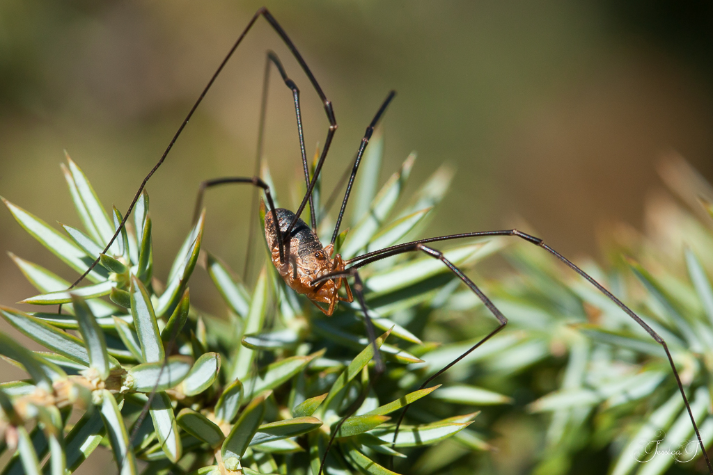 Faucheux urnigère (Phalangium opilio) - Les carnets nature de Jessica ...