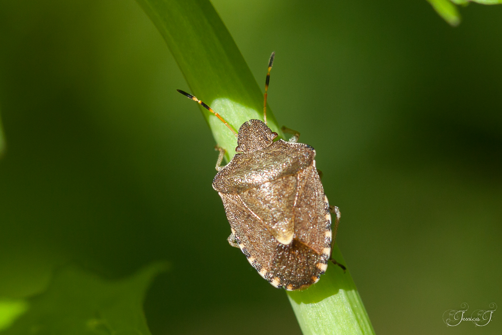 Peribalus strictus vernalis - Les carnets nature de Jessica ...