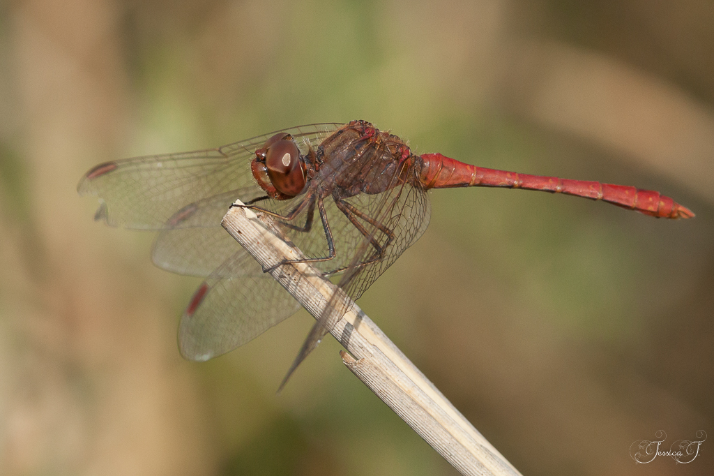 Sympétrum méridional (Sympetrum meridionale) - Les carnets nature de ...