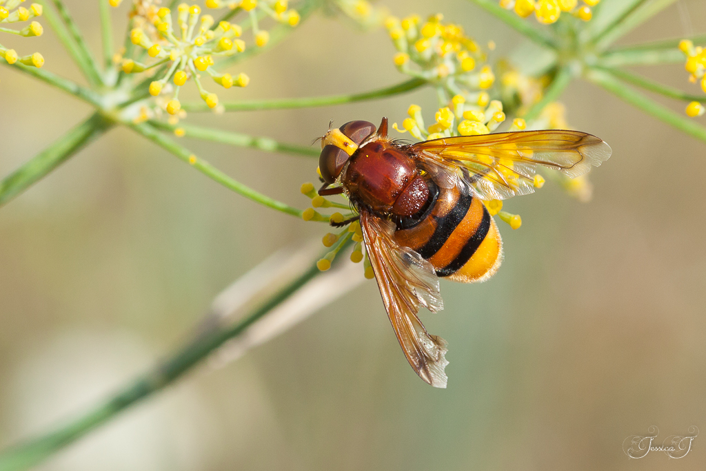 Volucelle zonée (Volucella zonaria) - Les carnets nature de Jessica ...