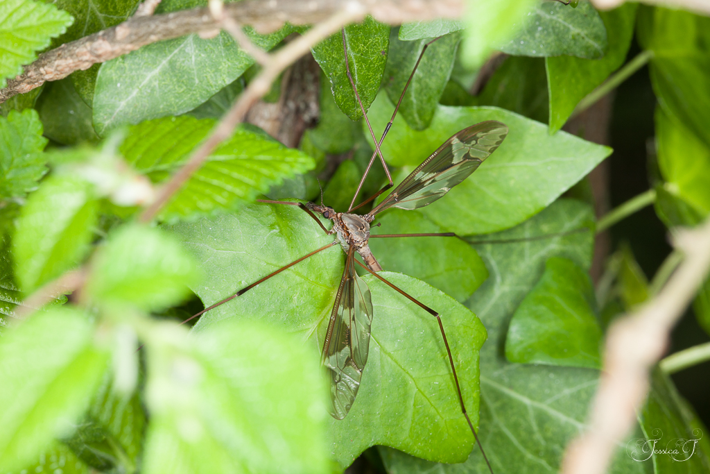 Tipule géante (Tipula maxima) - Les carnets nature de Jessica ...