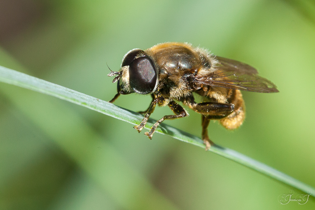 Merodon sp - Les carnets nature de Jessica - Photographie et ...