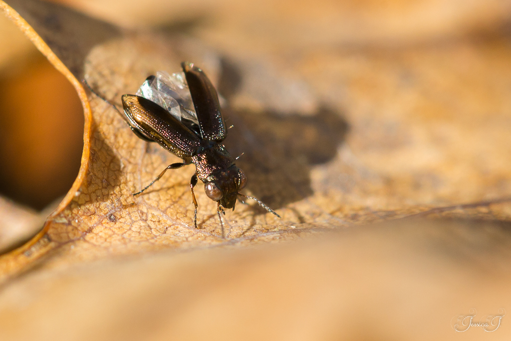 Notiophile à 4 points (Notiophilus quadripunctatus) - Les carnets ...