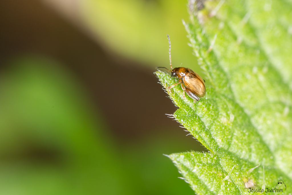 Alticinae indéterminé - Les carnets nature de Jessica - Photographie et ...