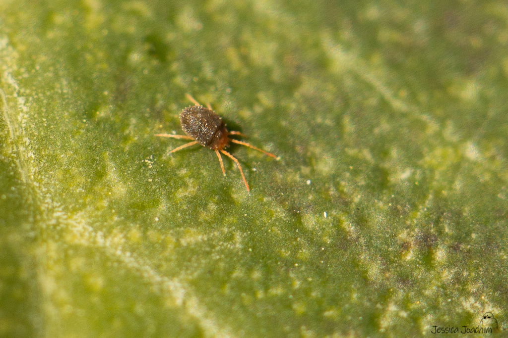 Bryobia sp - Les carnets nature de Jessica - Photographie et ...