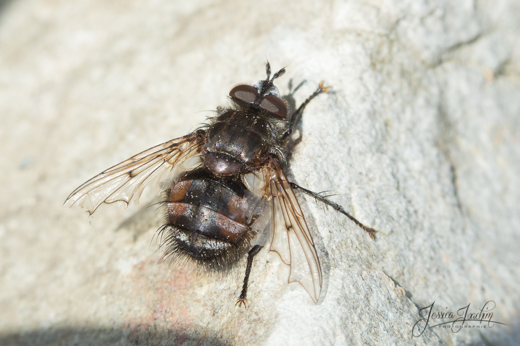 Ernestia puparum - Les carnets nature de Jessica - Photographie et ...