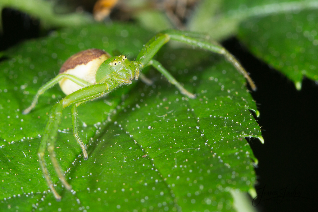 Diaea dorsata / Diaea livens - Les carnets nature de Jessica ...