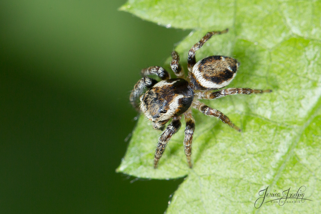 Evarcha falcata - Les carnets nature de Jessica - Photographie et ...