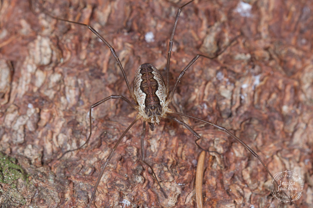 Mitopus morio - Les carnets nature de Jessica - Photographie et ...