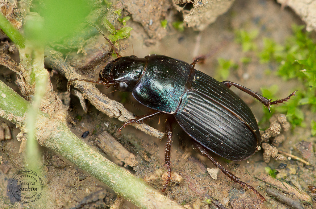 Harpalus dimidiatus - Les carnets nature de Jessica - Photographie et ...