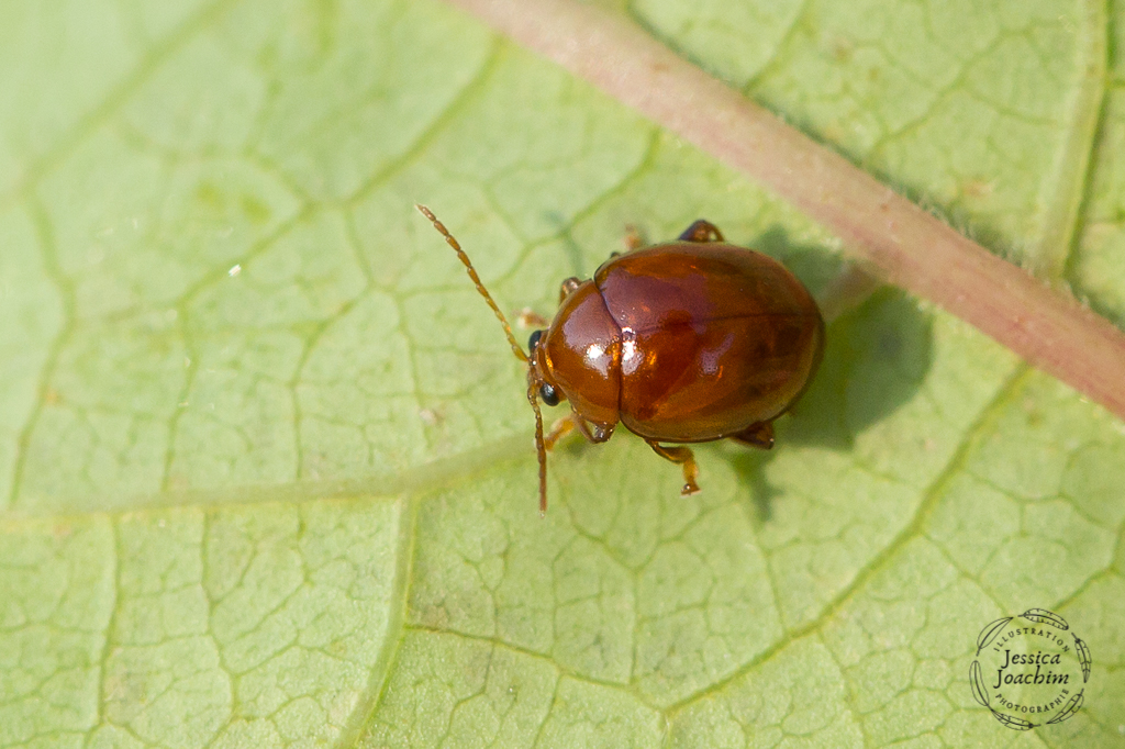 Sphaeroderma sp - Les carnets nature de Jessica - Photographie et ...