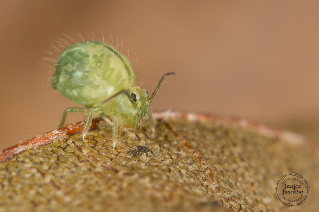 Sminthurus viridis - Les carnets nature de Jessica - Photographie et ...