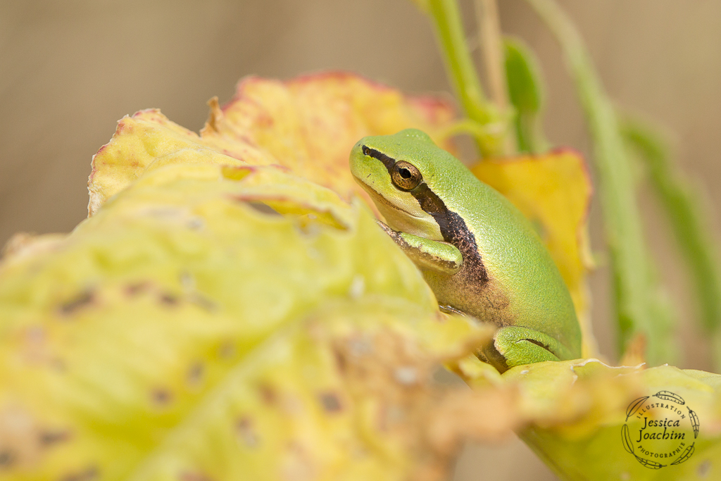 Rainette méridionale (Hyla meridionalis) - Les carnets nature de Jessica