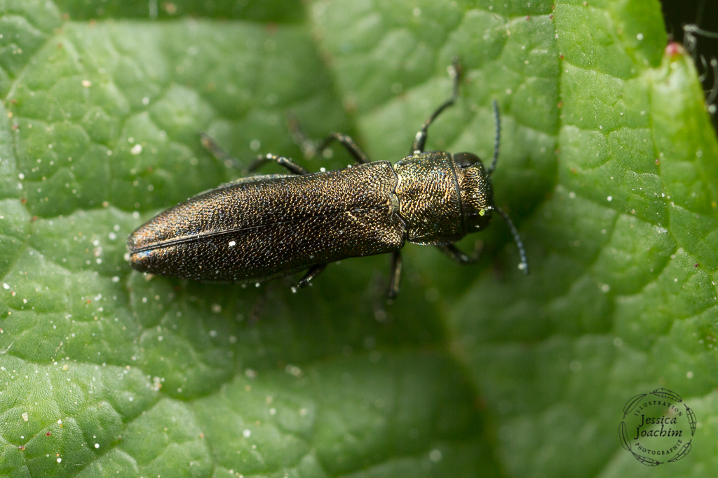 Agrilus sp - Les carnets nature de Jessica - Photographie et ...