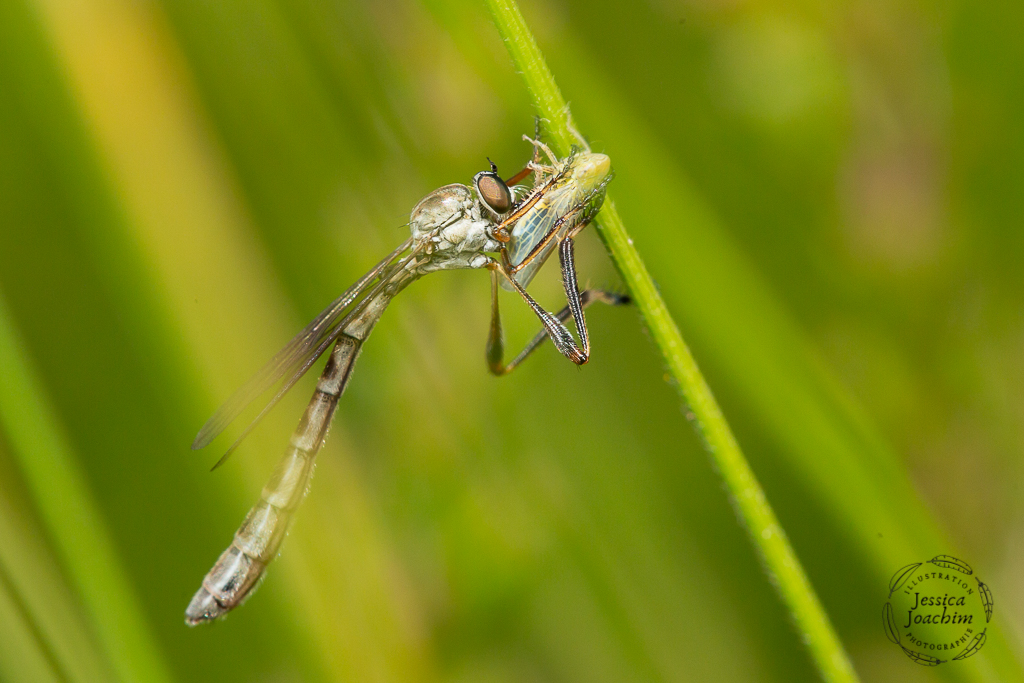 Leptogaster sp - Les carnets nature de Jessica - Photographie et ...