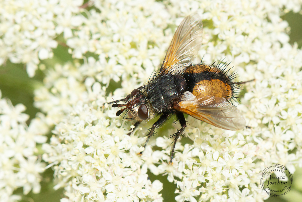 Tachina praeceps - Les carnets nature de Jessica - Photographie et ...