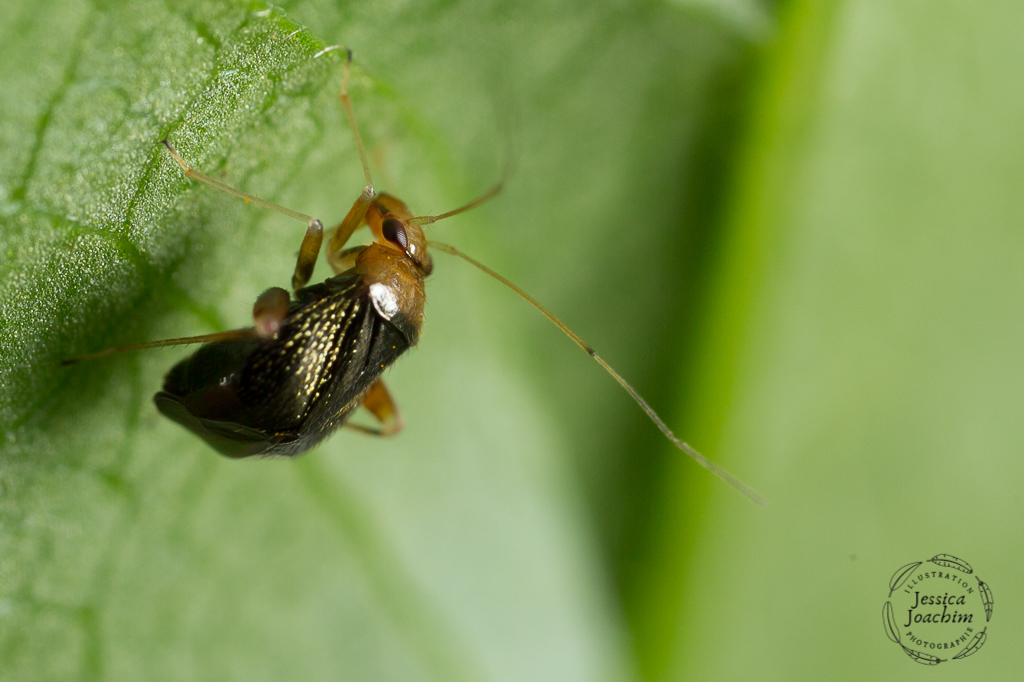 Halticus luteicollis - Les carnets nature de Jessica - Photographie et ...