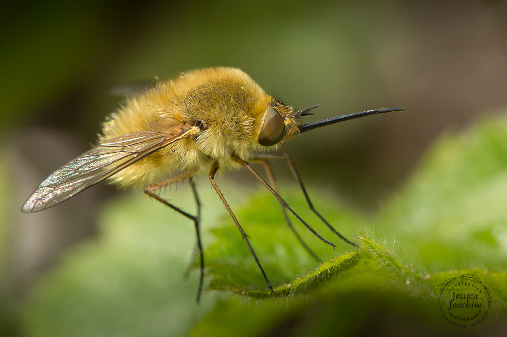 Bombylius fulvescens - Les carnets nature de Jessica - Photographie et ...