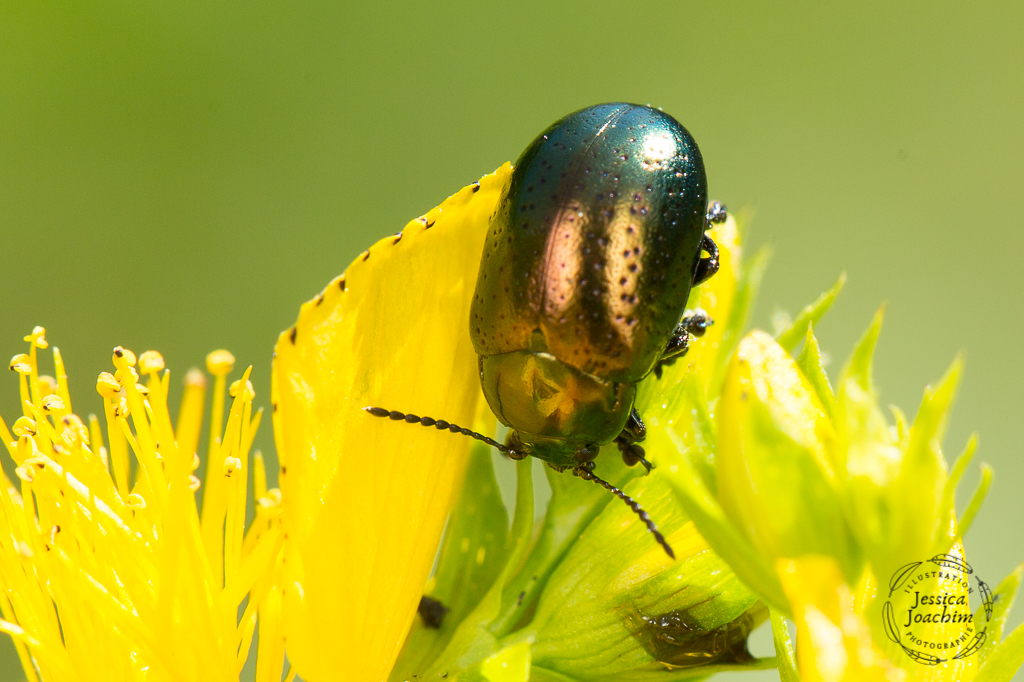Chrysomèle du millepertuis (Chrysolina hyperici) - Les carnets nature ...