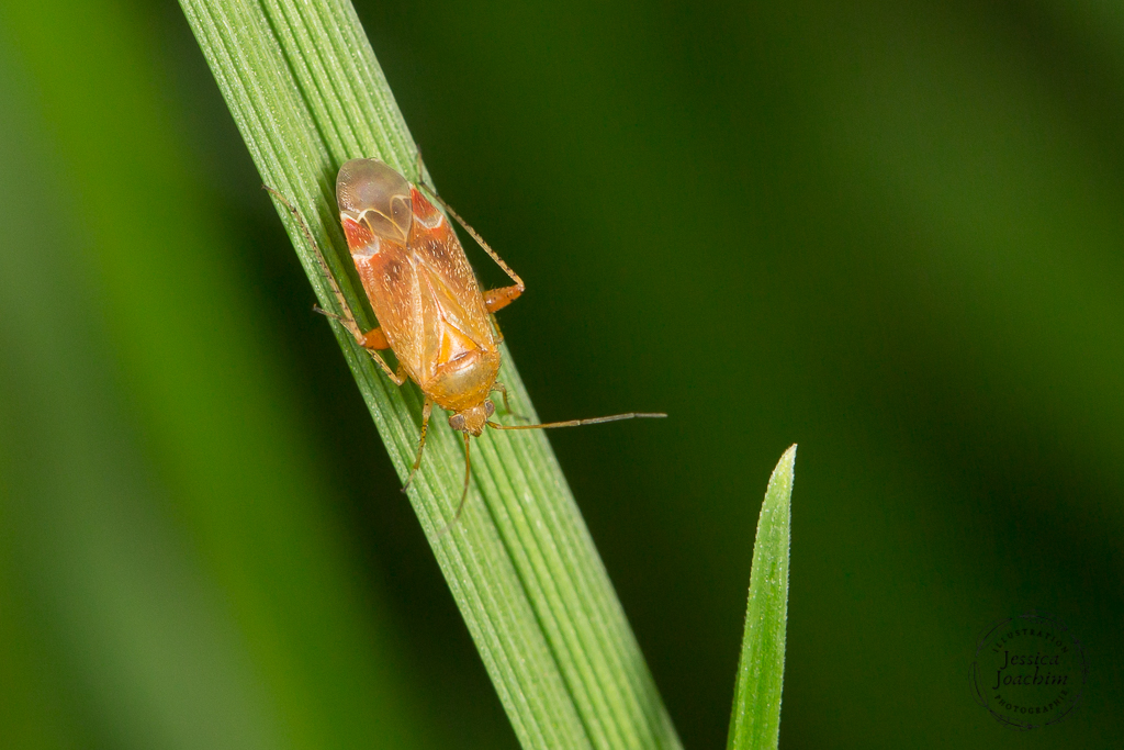 Psallus sp - Les carnets nature de Jessica - Photographie et ...