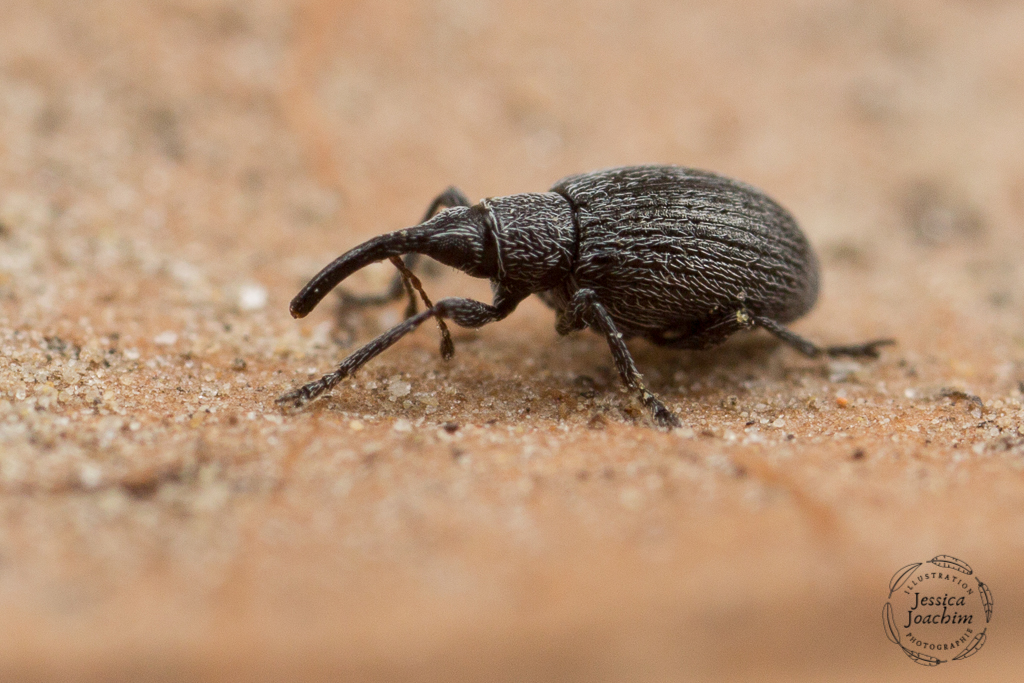 Apioninae indéterminé - Les carnets nature de Jessica - Photographie et ...