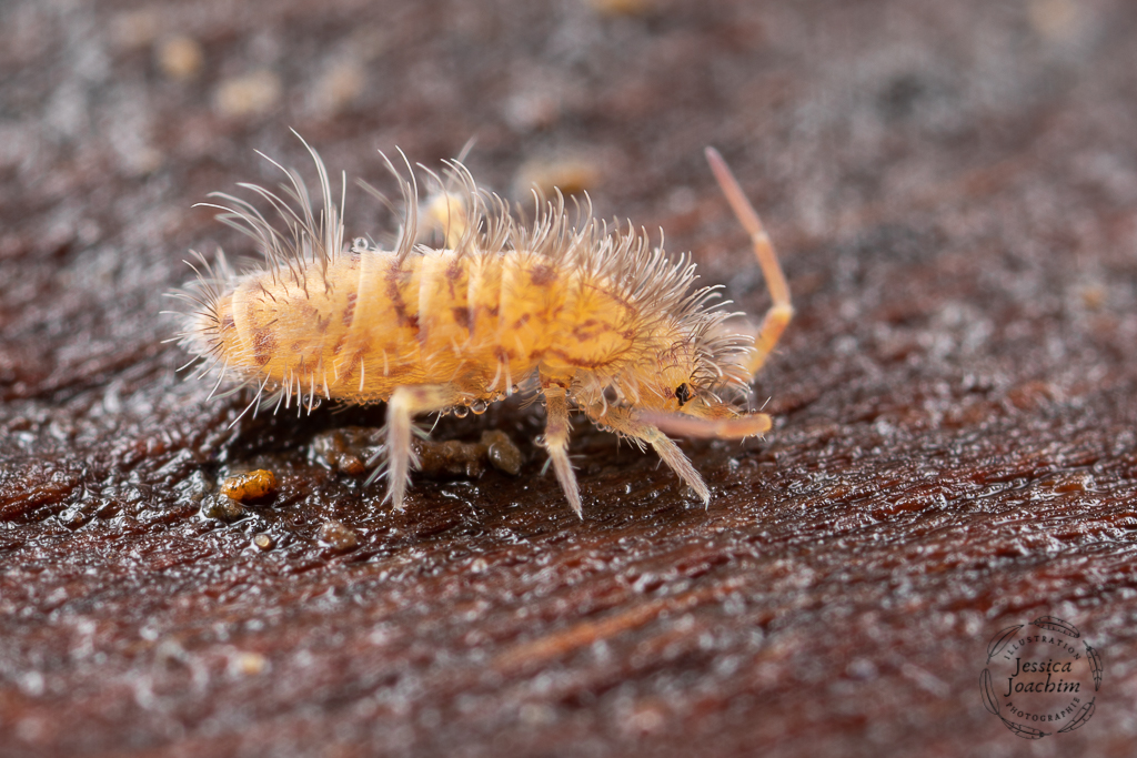 Orchesella villosa – Les carnets nature de Jessica