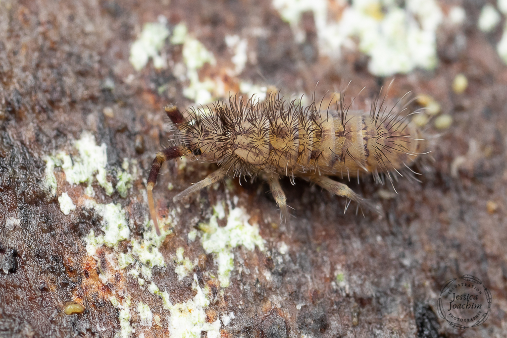 Orchesella villosa – Les carnets nature de Jessica