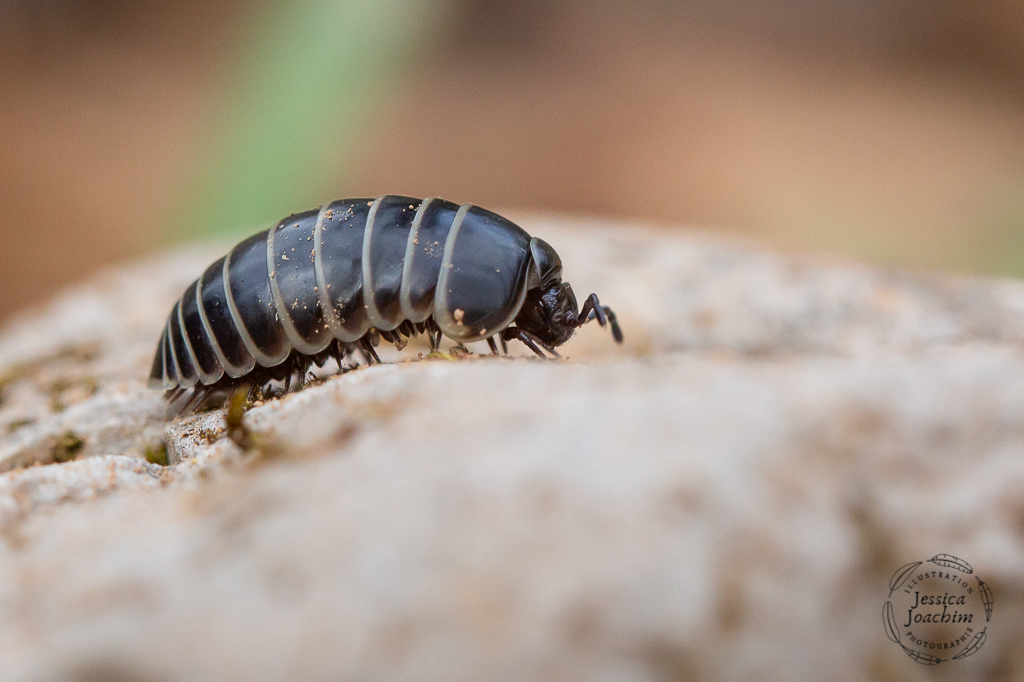 Glomeris marginata - Les carnets nature de Jessica - Photographie et illustration naturaliste