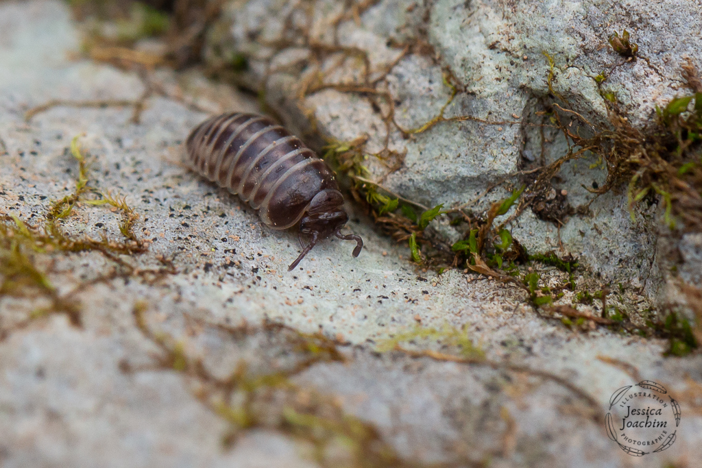 Glomeris marginata - Les carnets nature de Jessica - Photographie et illustration naturaliste