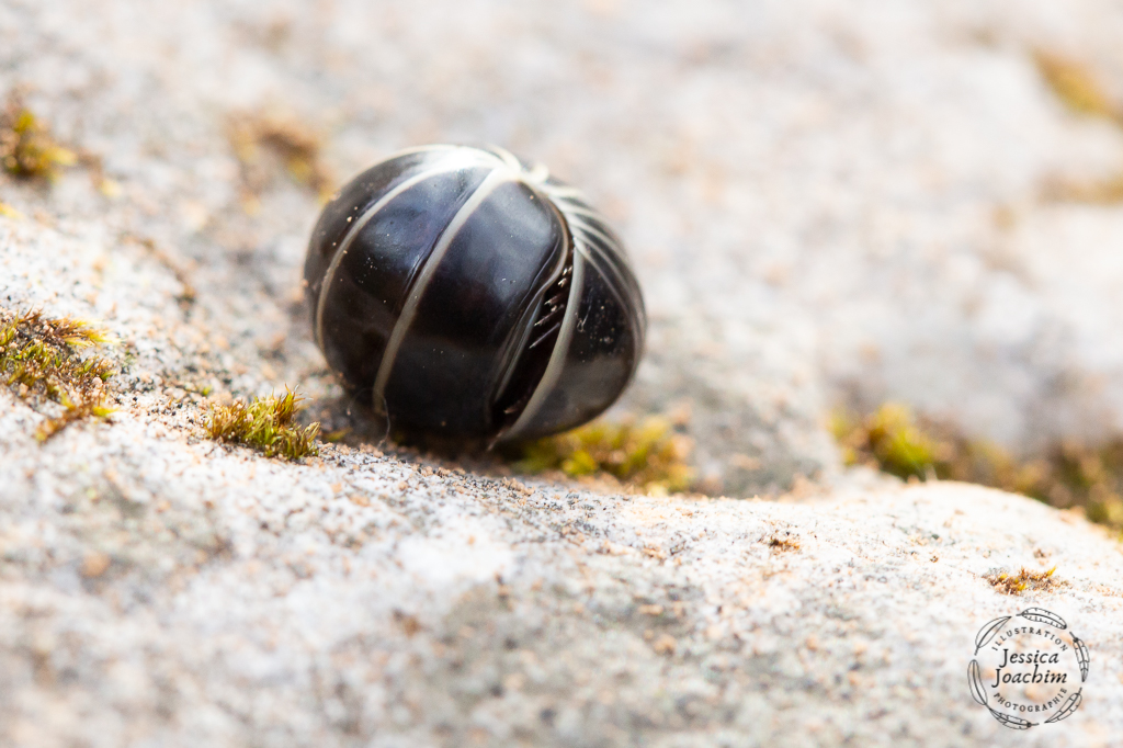 Glomeris marginata - Les carnets nature de Jessica - Photographie et illustration naturaliste