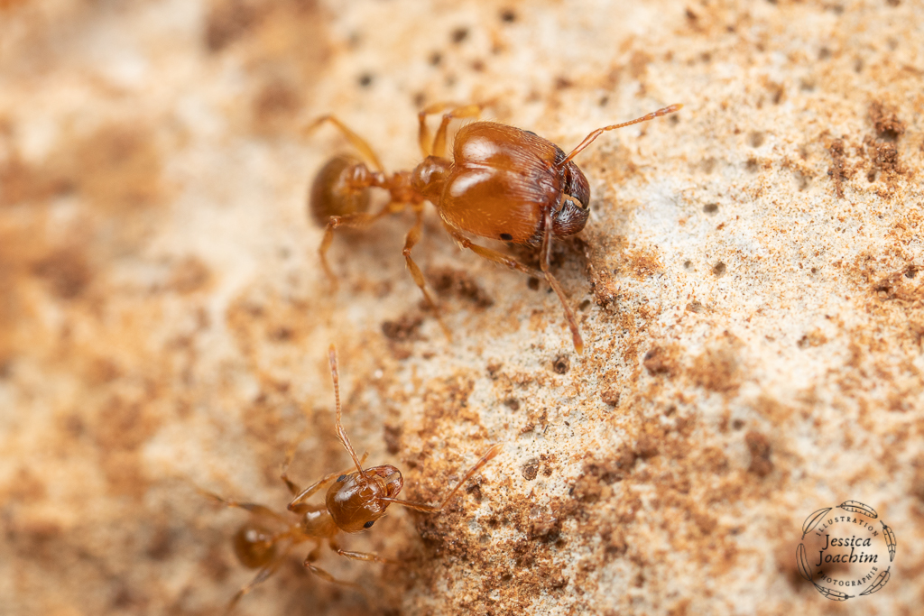 Pheidole pallidula - Les carnets nature de Jessica - Photographie et ...