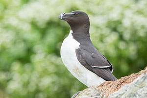 Alcidae - Les carnets nature de Jessica - Photographie et illustration ...