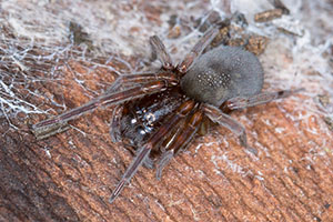 Amaurobiidae - Les carnets nature de Jessica - Photographie et ...