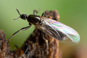 Scatopsidae - Les carnets nature de Jessica - Photographie et ...