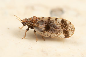 Aphalaridae - Les carnets nature de Jessica - Photographie et ...