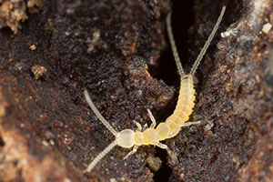 Diploures - Les carnets nature de Jessica - Photographie et ...
